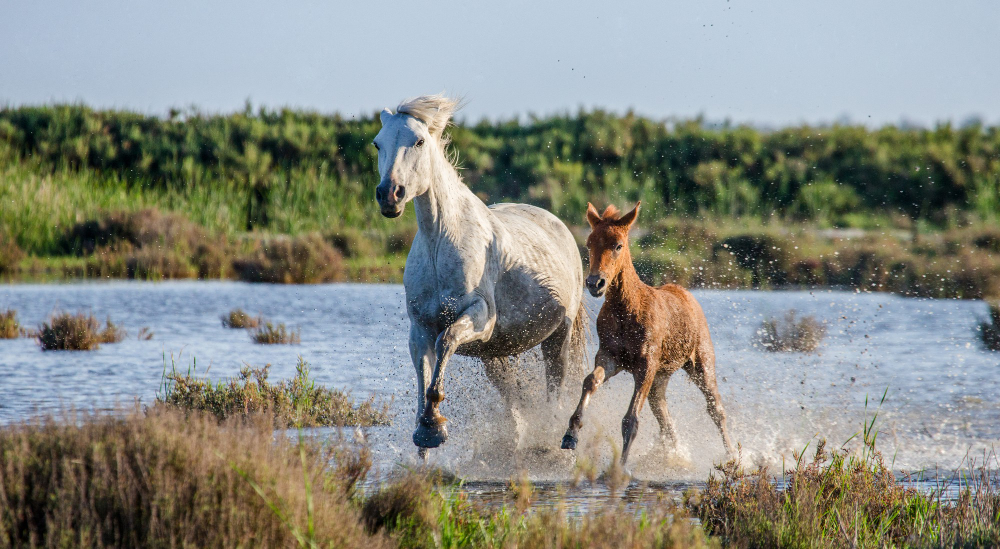 Visit Camargue with a Tour Guide - N°1 Provence